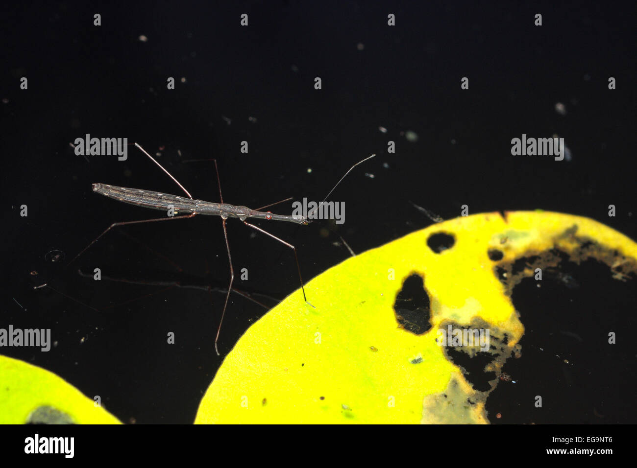 Walk on water insects hi-res stock photography and images - Alamy
