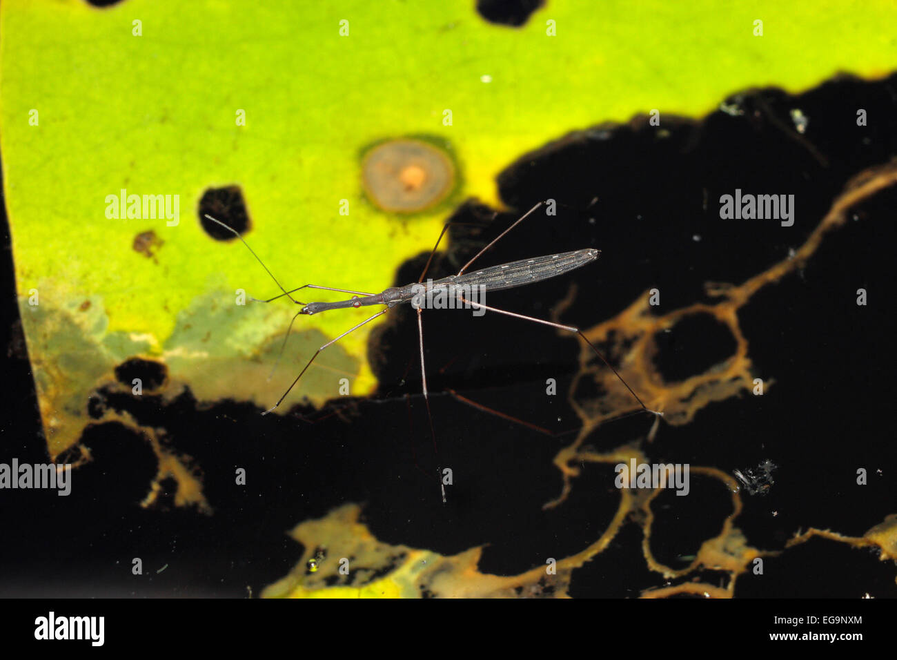 Walk on water insects hi-res stock photography and images - Alamy