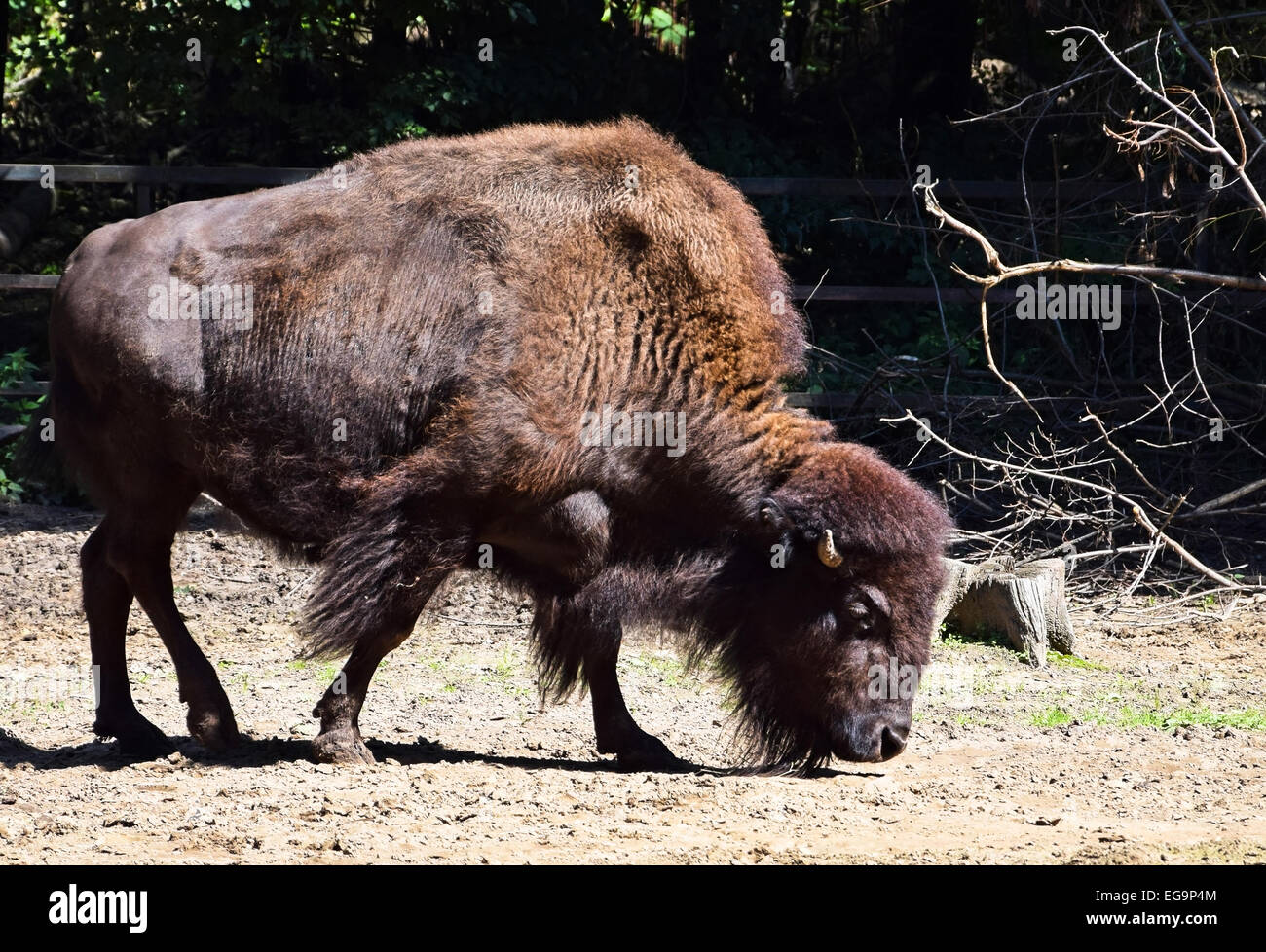Male and female bison hi-res stock photography and images - Alamy