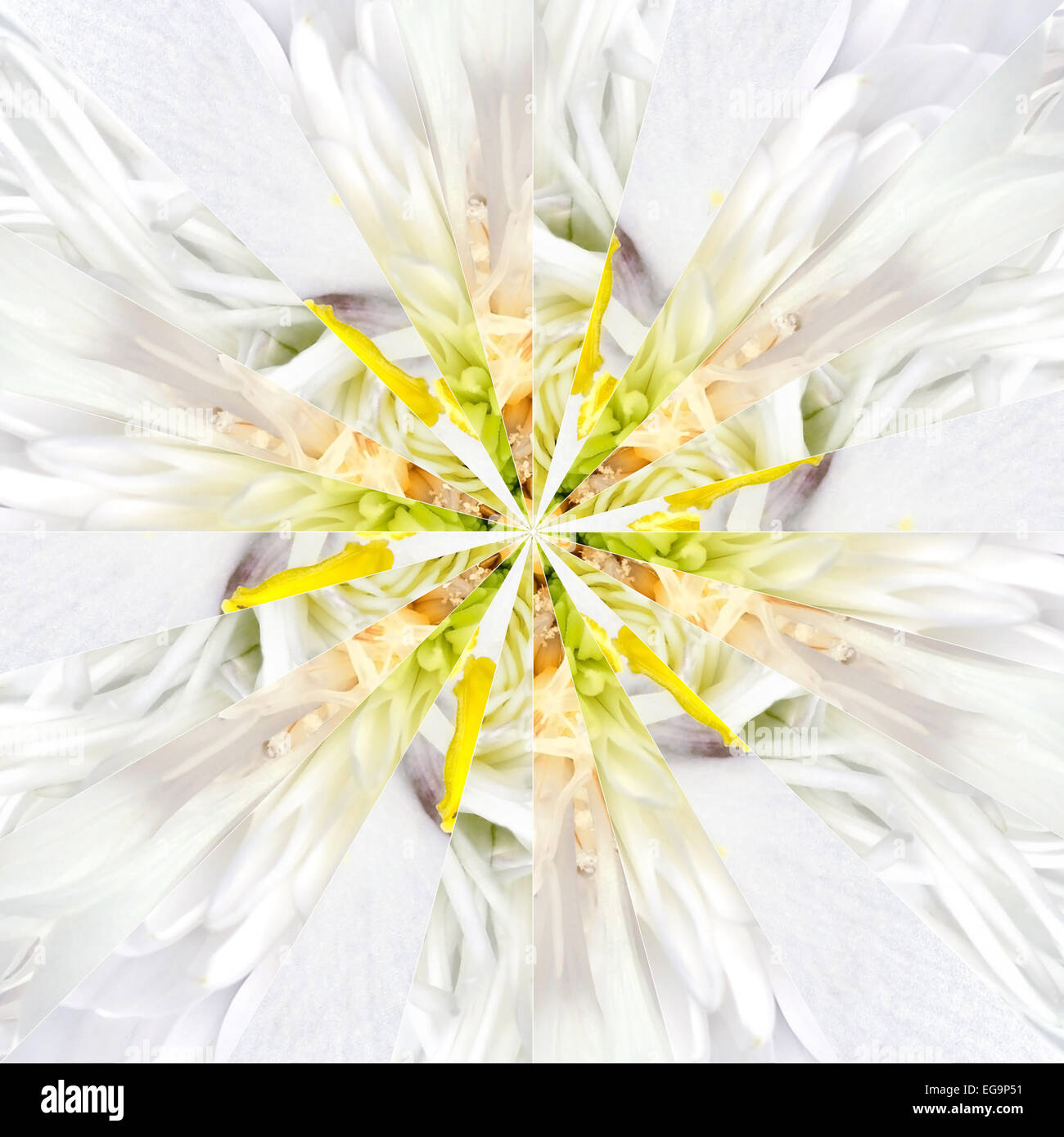 White Flower Center Symmetric Collage Made of Collection of Various ...
