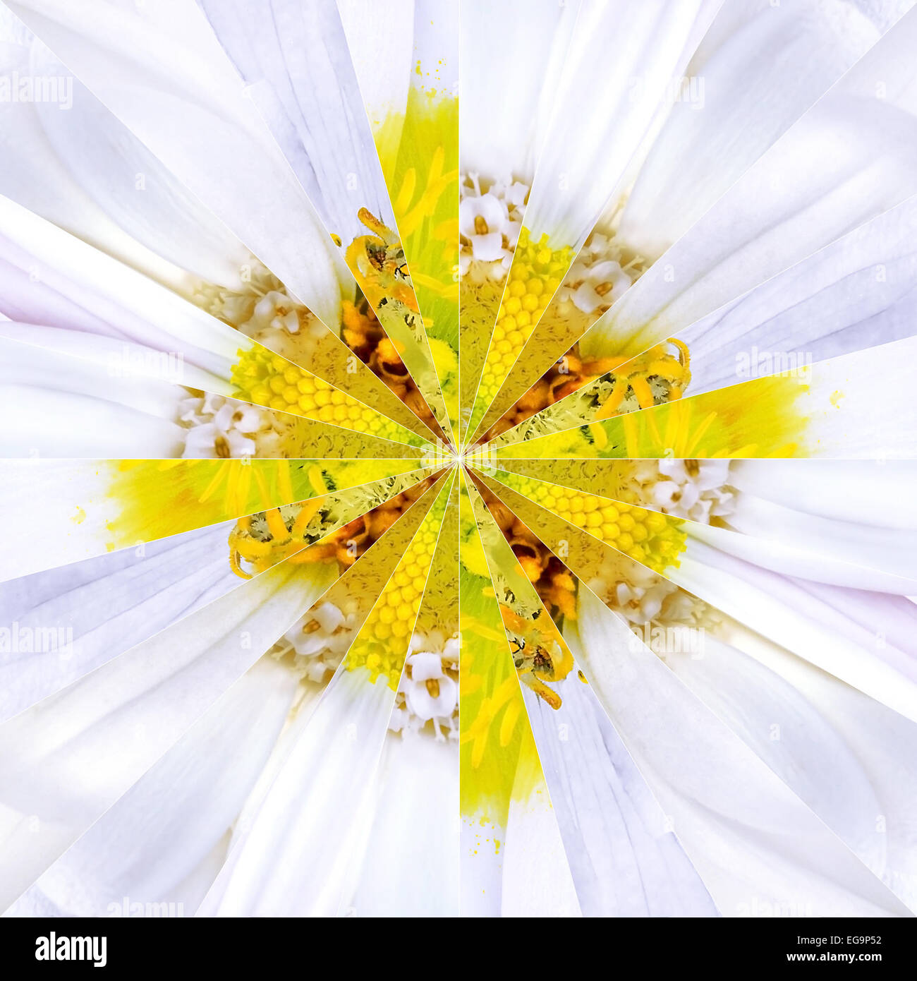 White Flower Center Symmetric Collage Made of Collection of Various ...