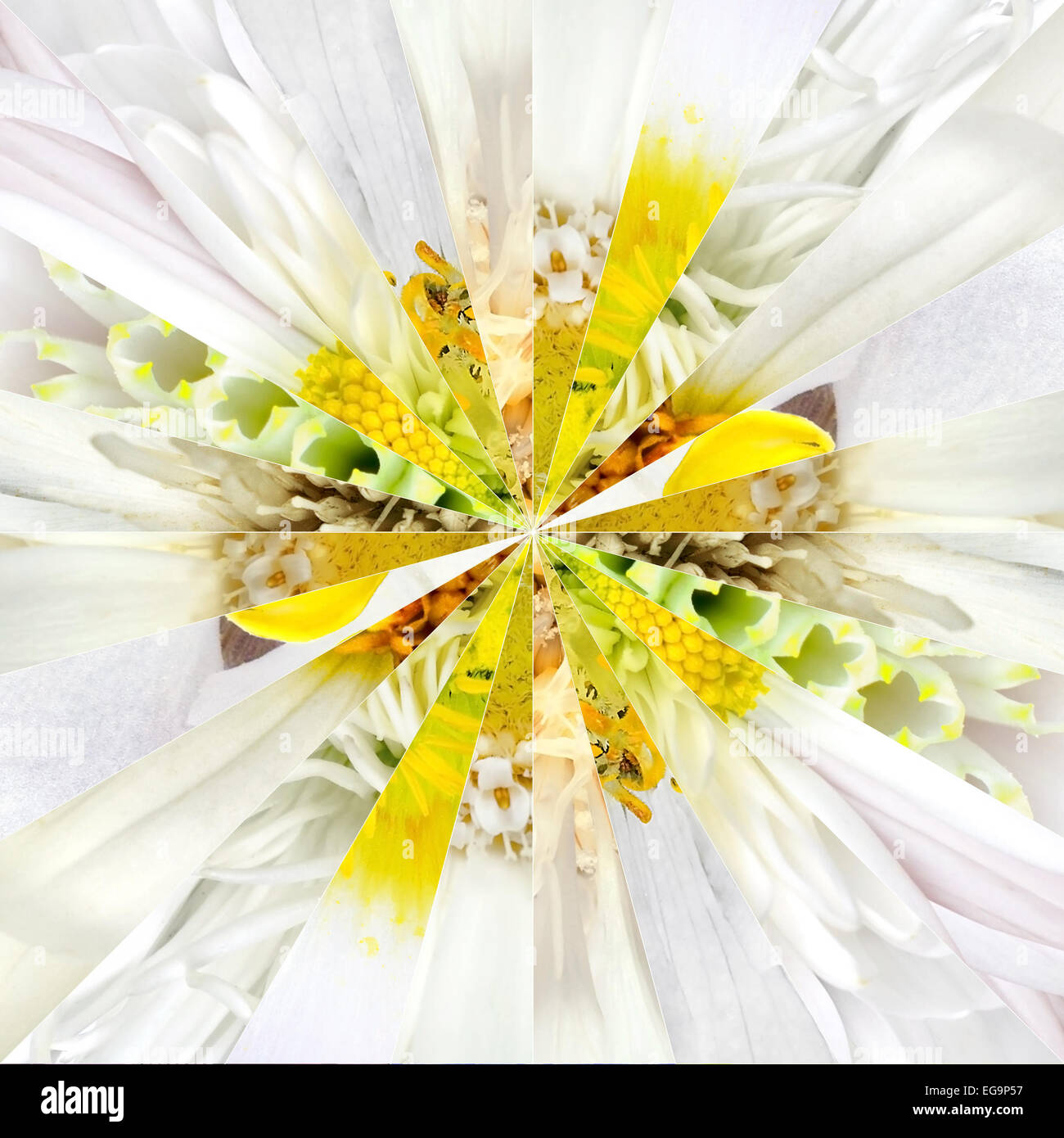 White Flower Center Symmetric Collage Made of Collection of Various ...