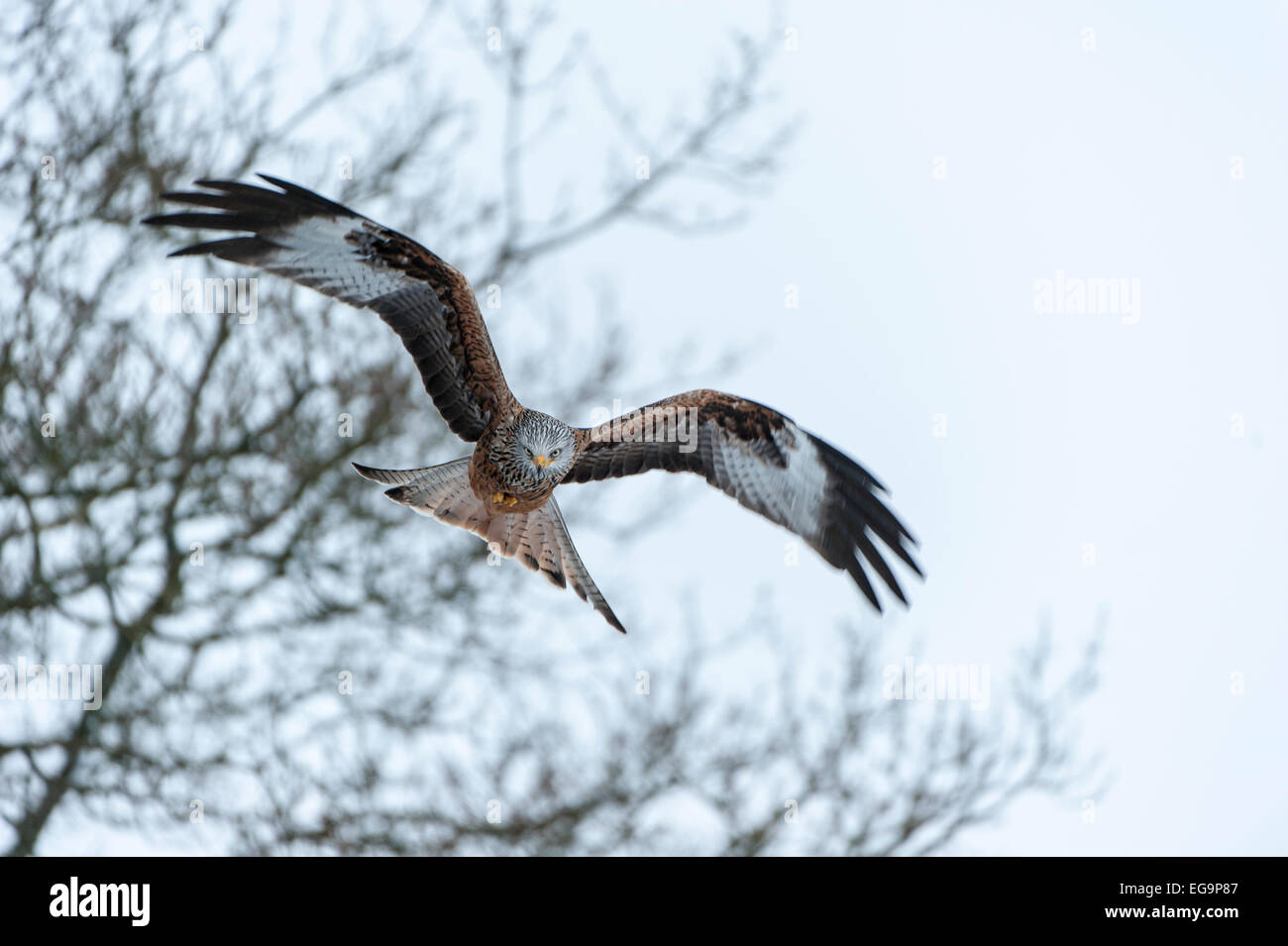 Red kite flying against white sky, with branches in background Stock ...