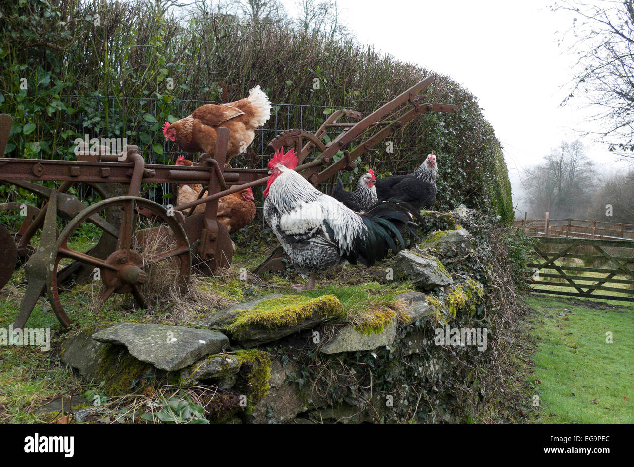 Hen chicken stone wall hi-res stock photography and images - Alamy