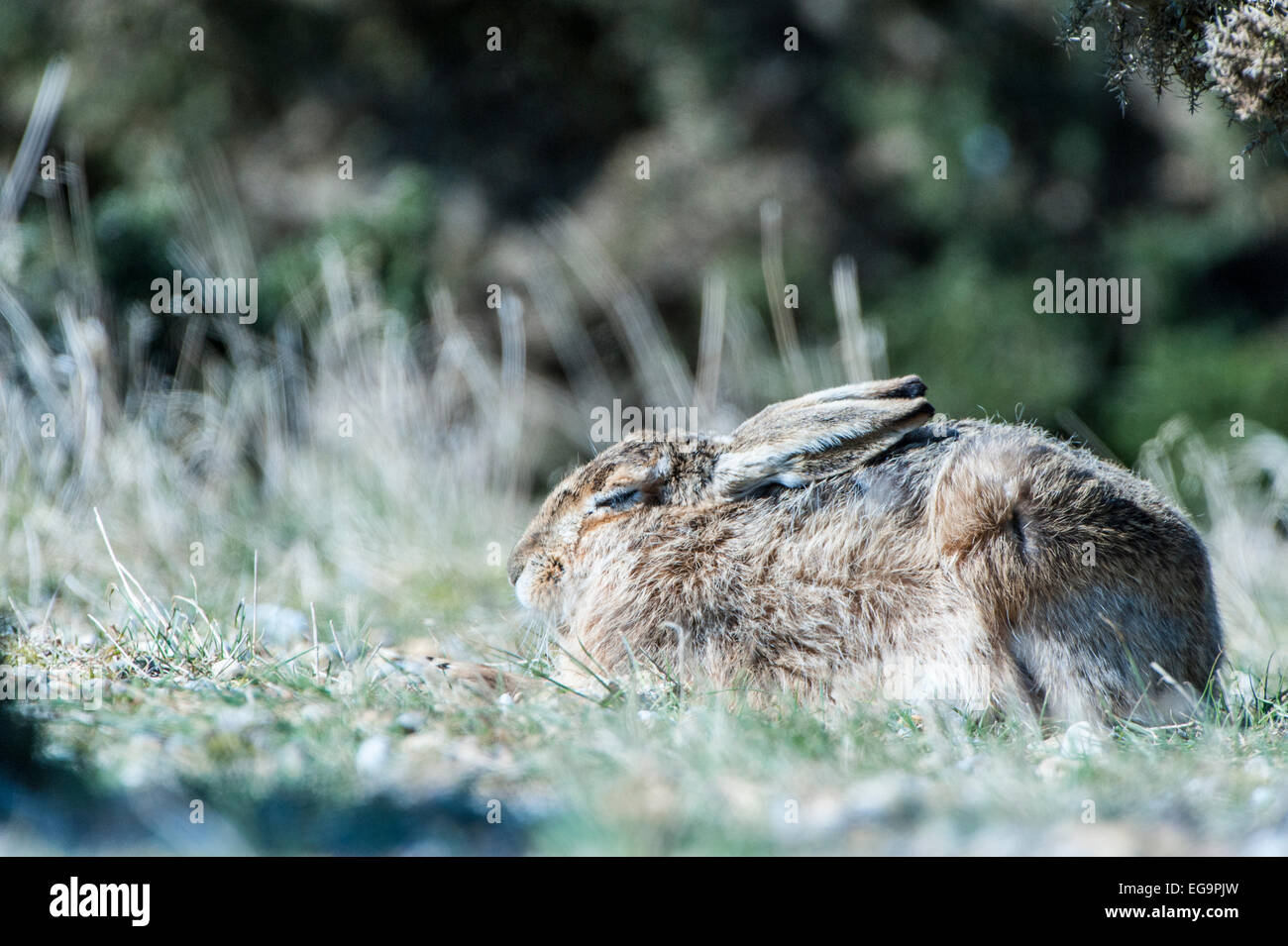 Adult brown hare laying on grass with eyes closed Stock Photo - Alamy