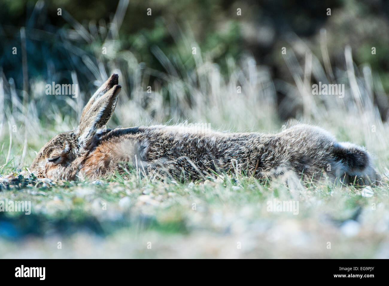 Spring Hare Sleeping