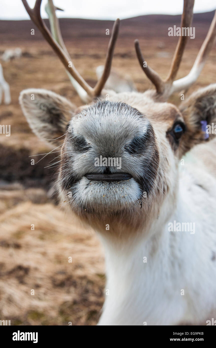 Real Reindeer Face