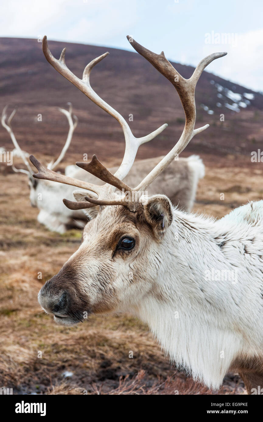 Adult reindeer, with antlers, side shot of head and shoulders Stock ...