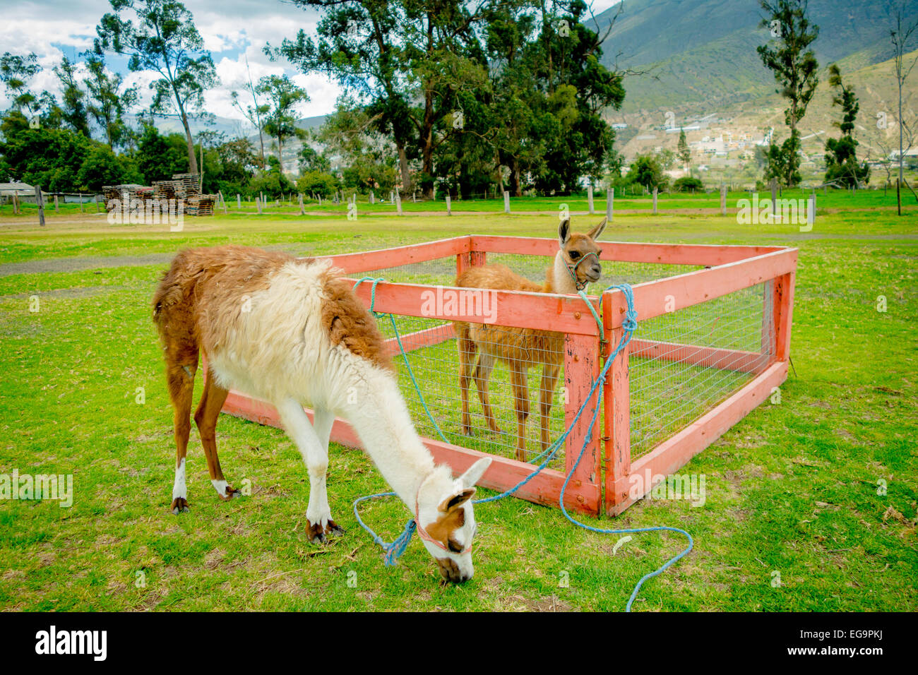 Llama behind fence hi-res stock photography and images - Alamy