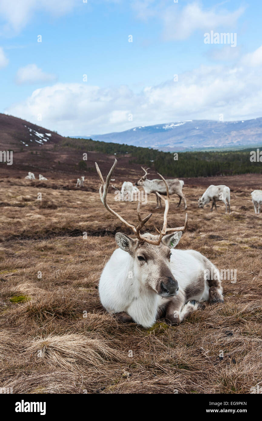 Reindeer, laying down, on grass Stock Photo - Alamy