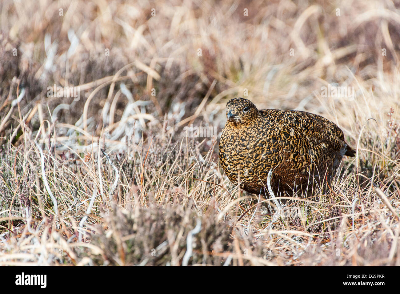 Female red grouse on hi-res stock photography and images - Alamy