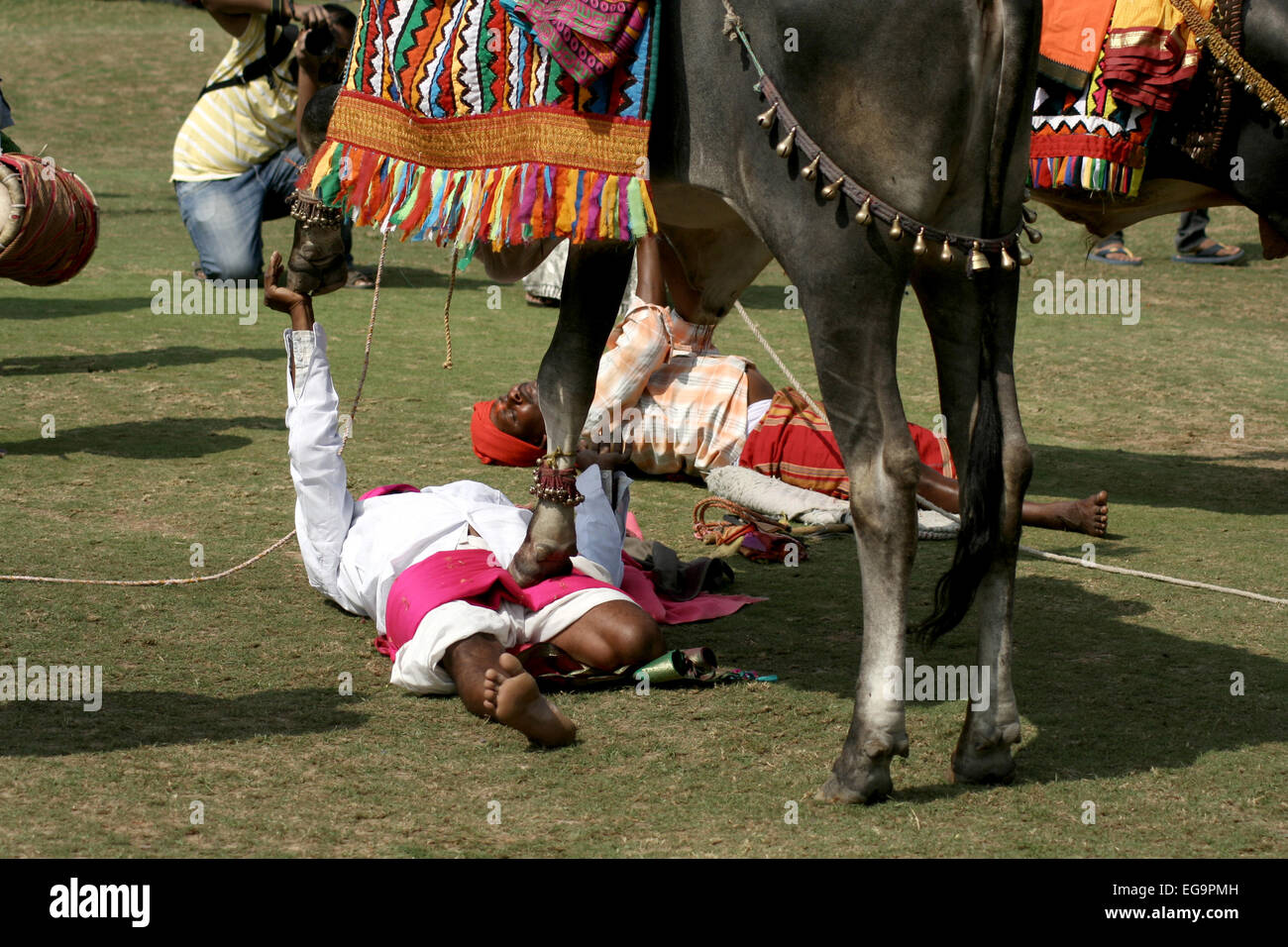 Musician show decorated bull gangireddu skills during sankranti pongal ...