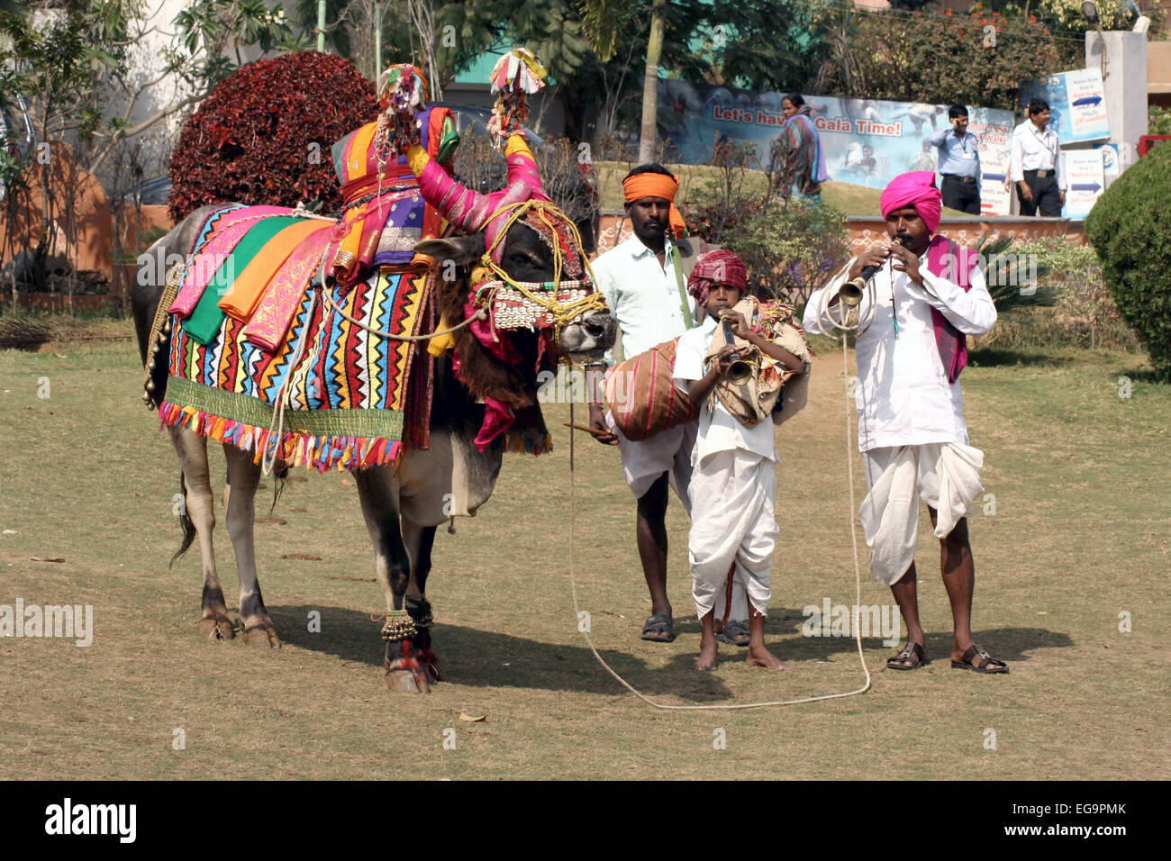 Musician show decorated bull gangireddu skills during sankranti pongal ...