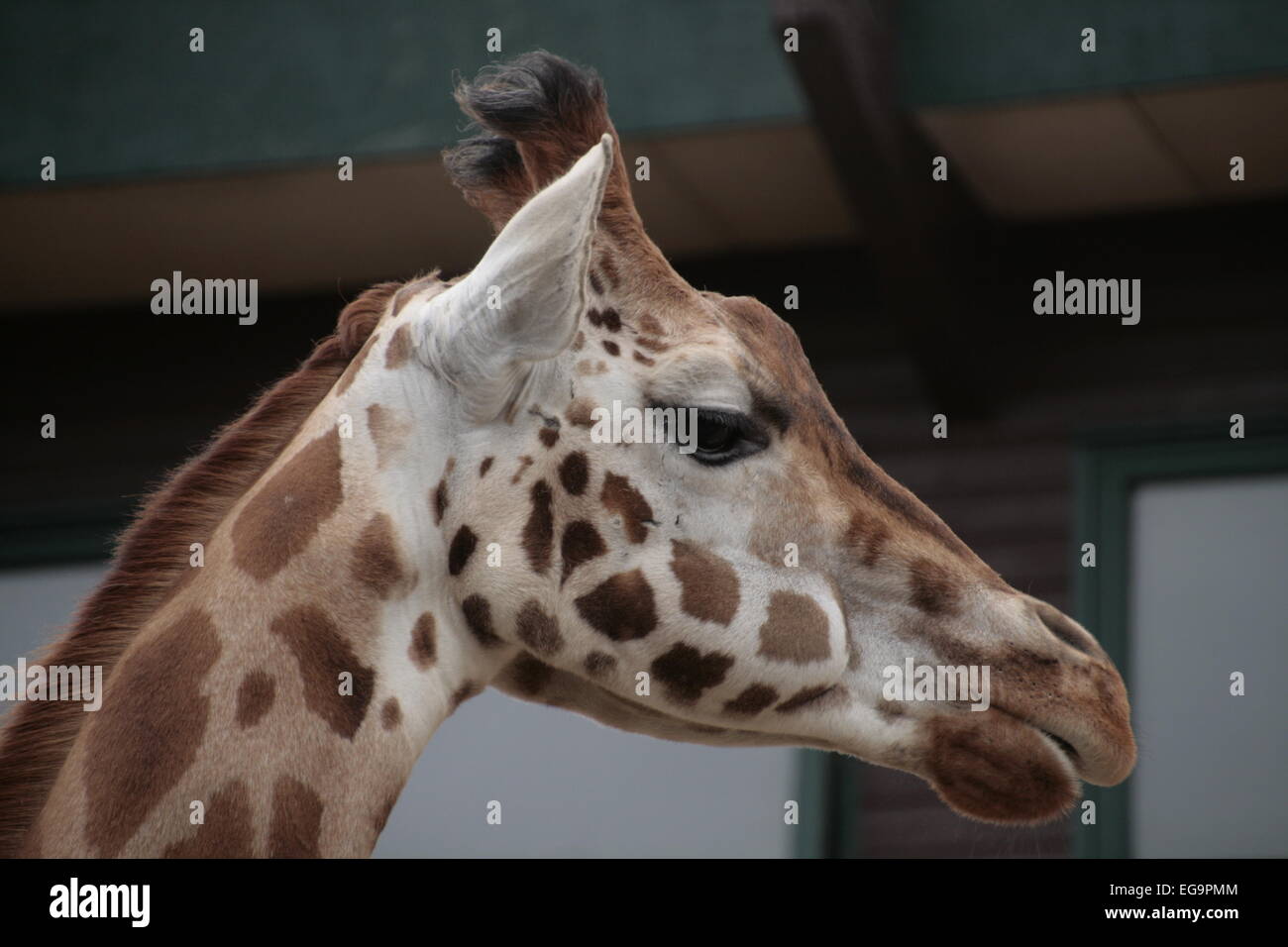 Giraffe at Marwell Zoo, England Stock Photo - Alamy