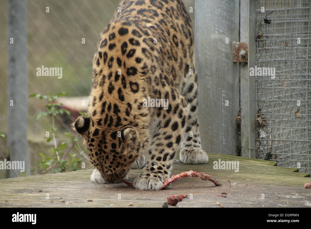 Cheetah at Marwell Zoo, England Stock Photo - Alamy