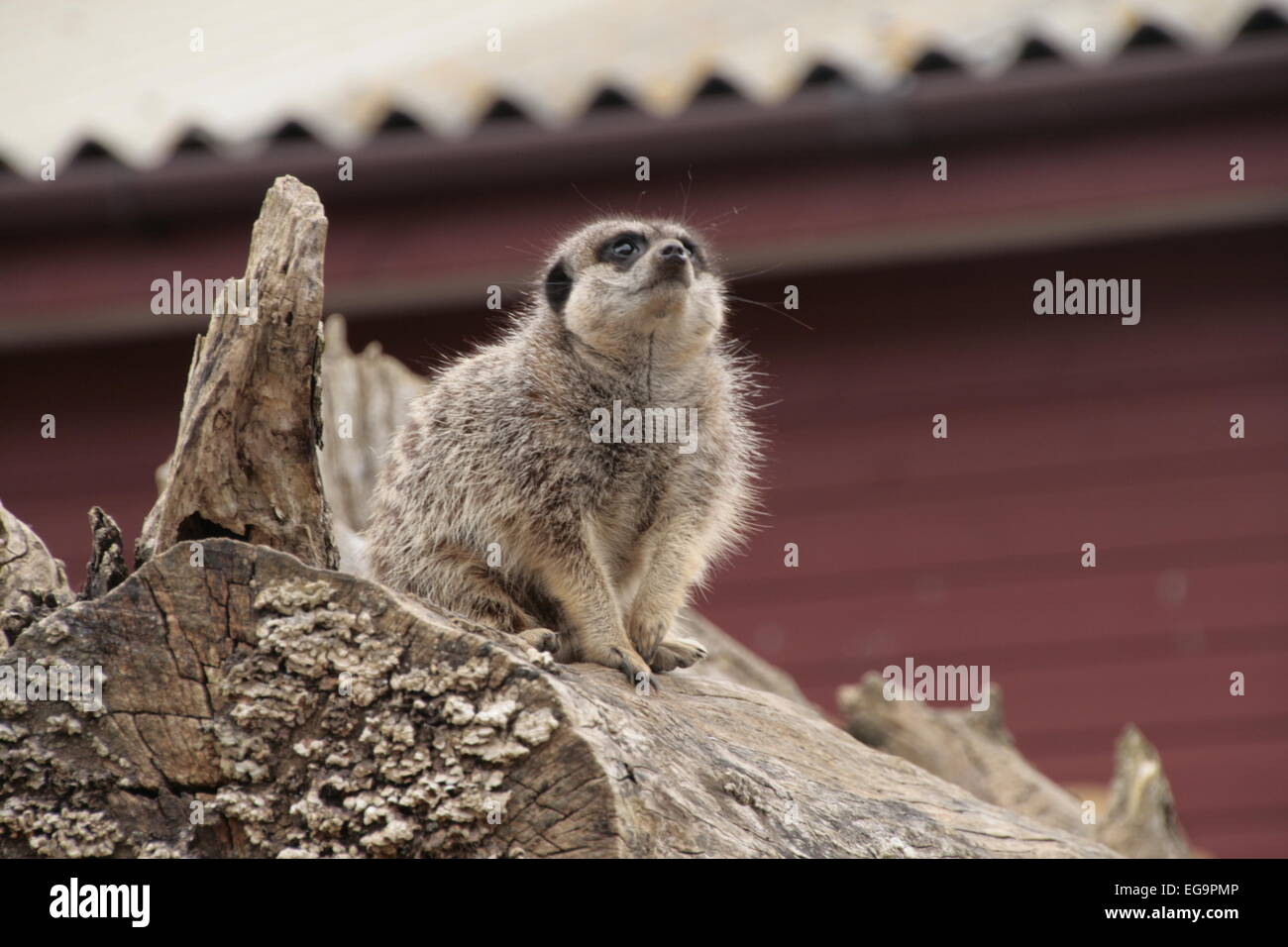 Meerkat at Marwell Zoo, England Stock Photo - Alamy