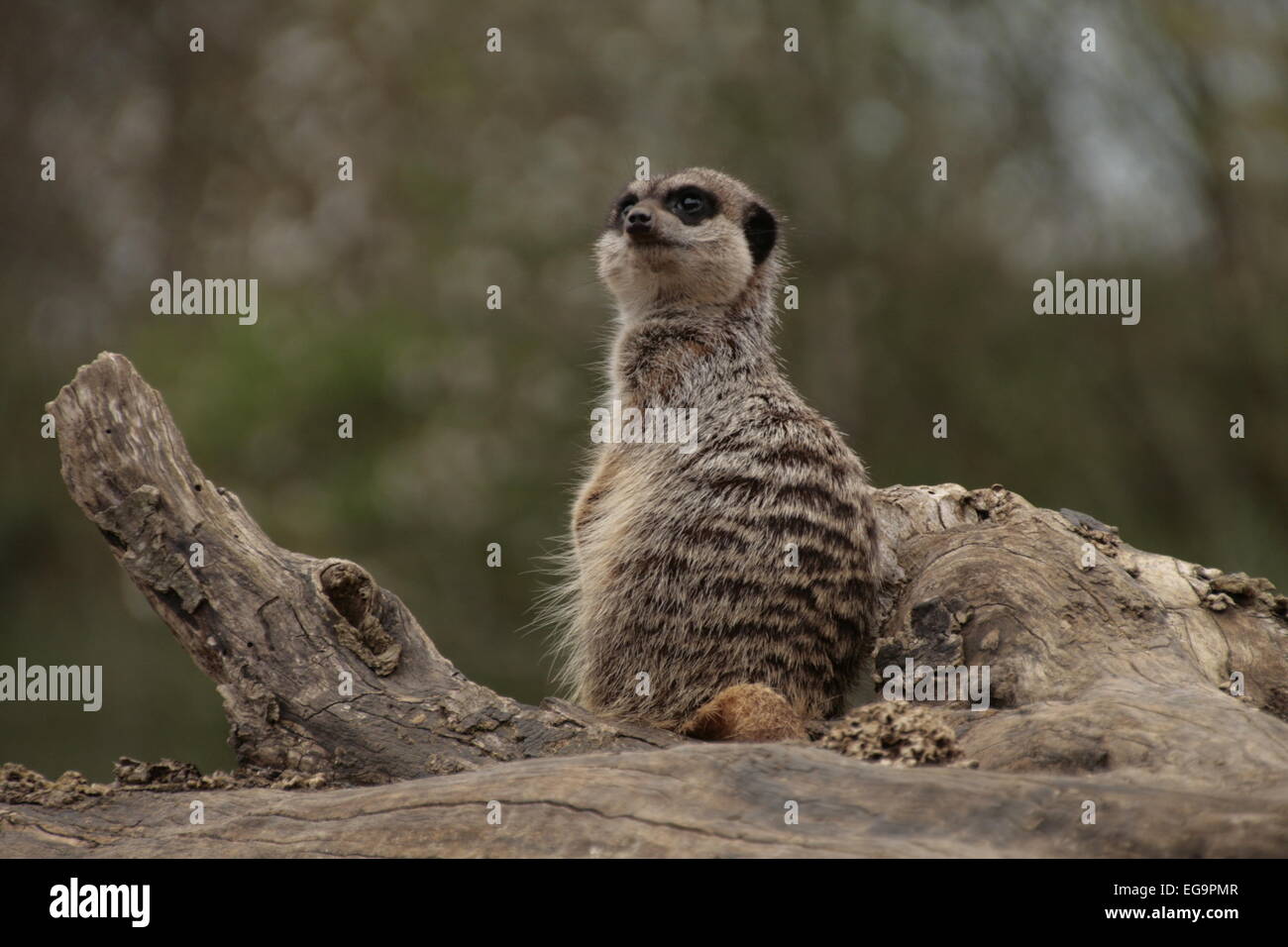 Meerkat at Marwell Zoo, England Stock Photo - Alamy