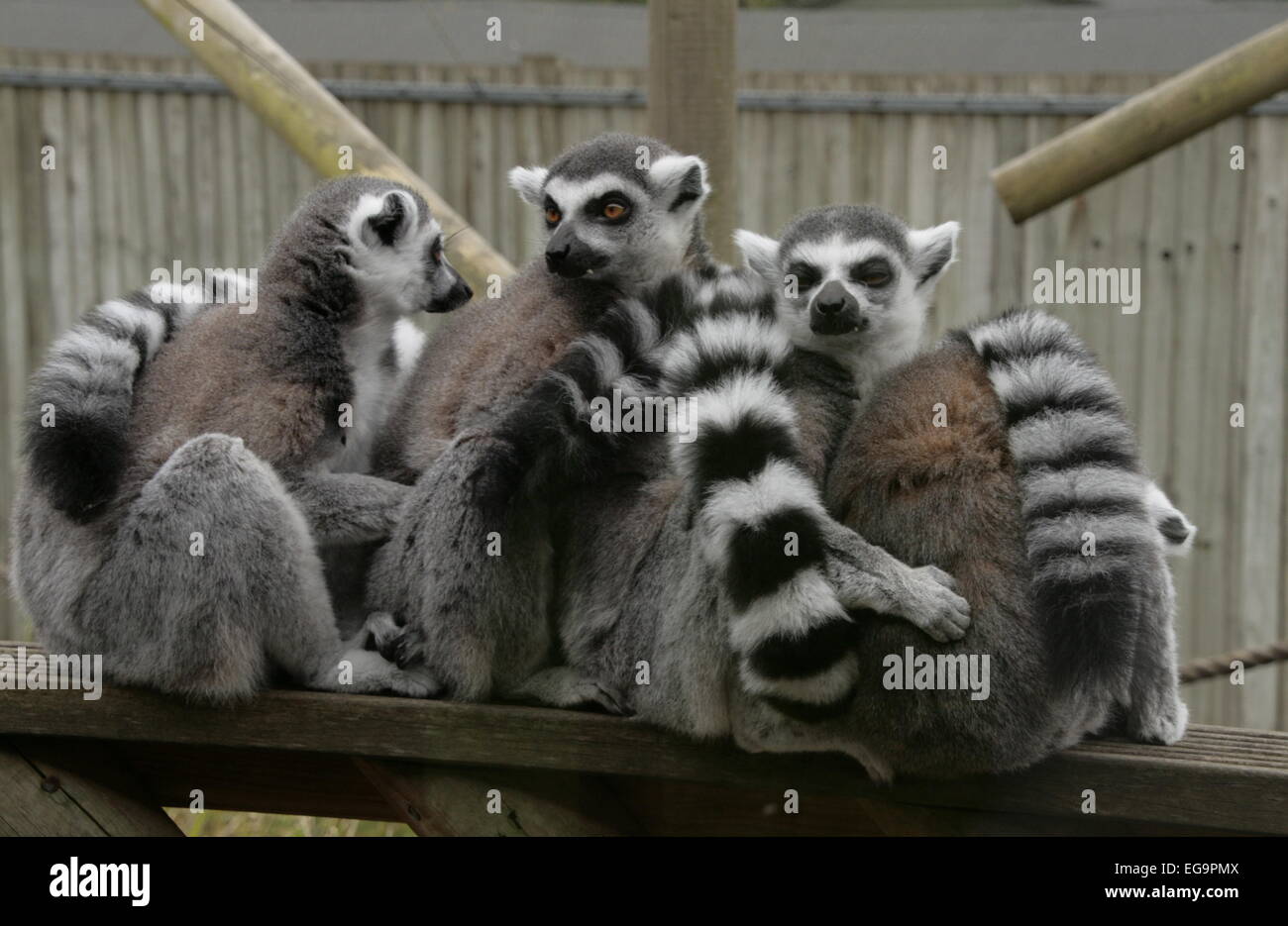Ring tailed lemurs at Marwell Zoo, England Stock Photo - Alamy
