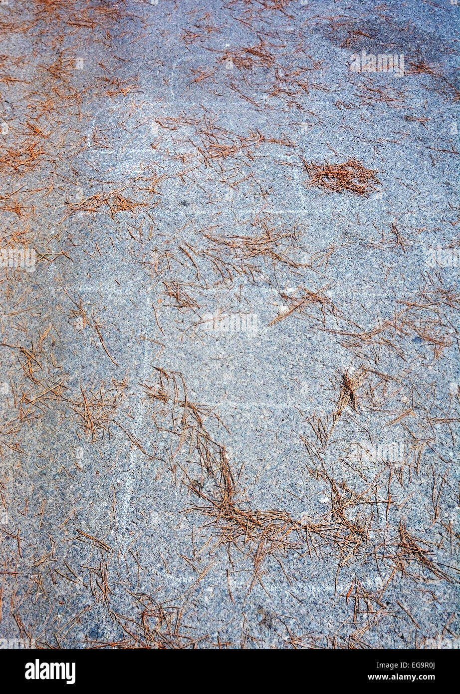 Hopscotch area on concrete with fallen fir needles. Out of school Stock ...