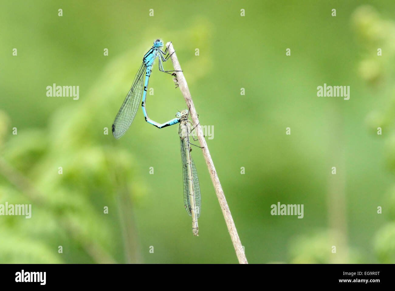Damselflies mating. Richmond Park, London UK Stock Photo - Alamy