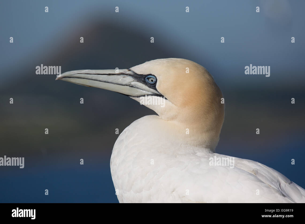 The gannet colony of bass rock hi-res stock photography and images - Alamy