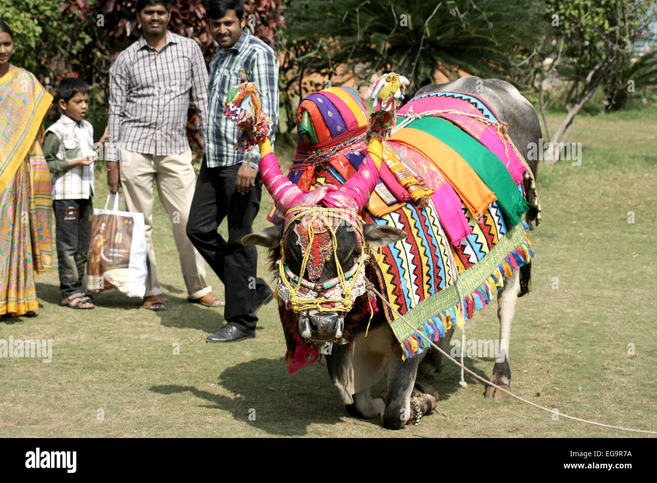 Musician show decorated bull gangireddu skills during sankranti pongal ...