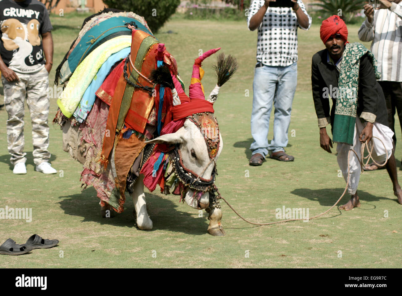 Musician show decorated bull gangireddu skills during sankranti pongal ...