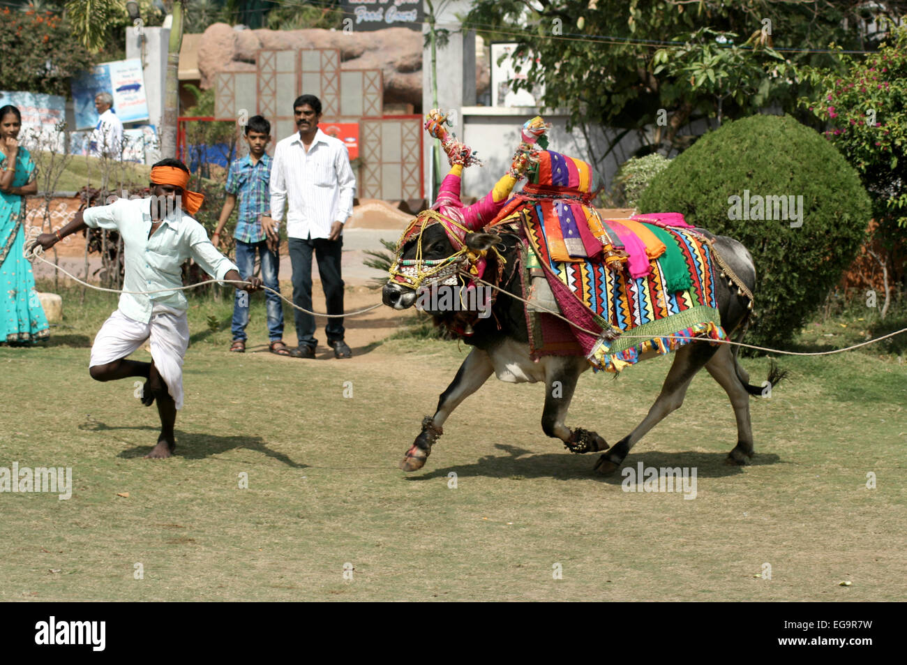 Musician show decorated bull gangireddu skills during sankranti pongal ...