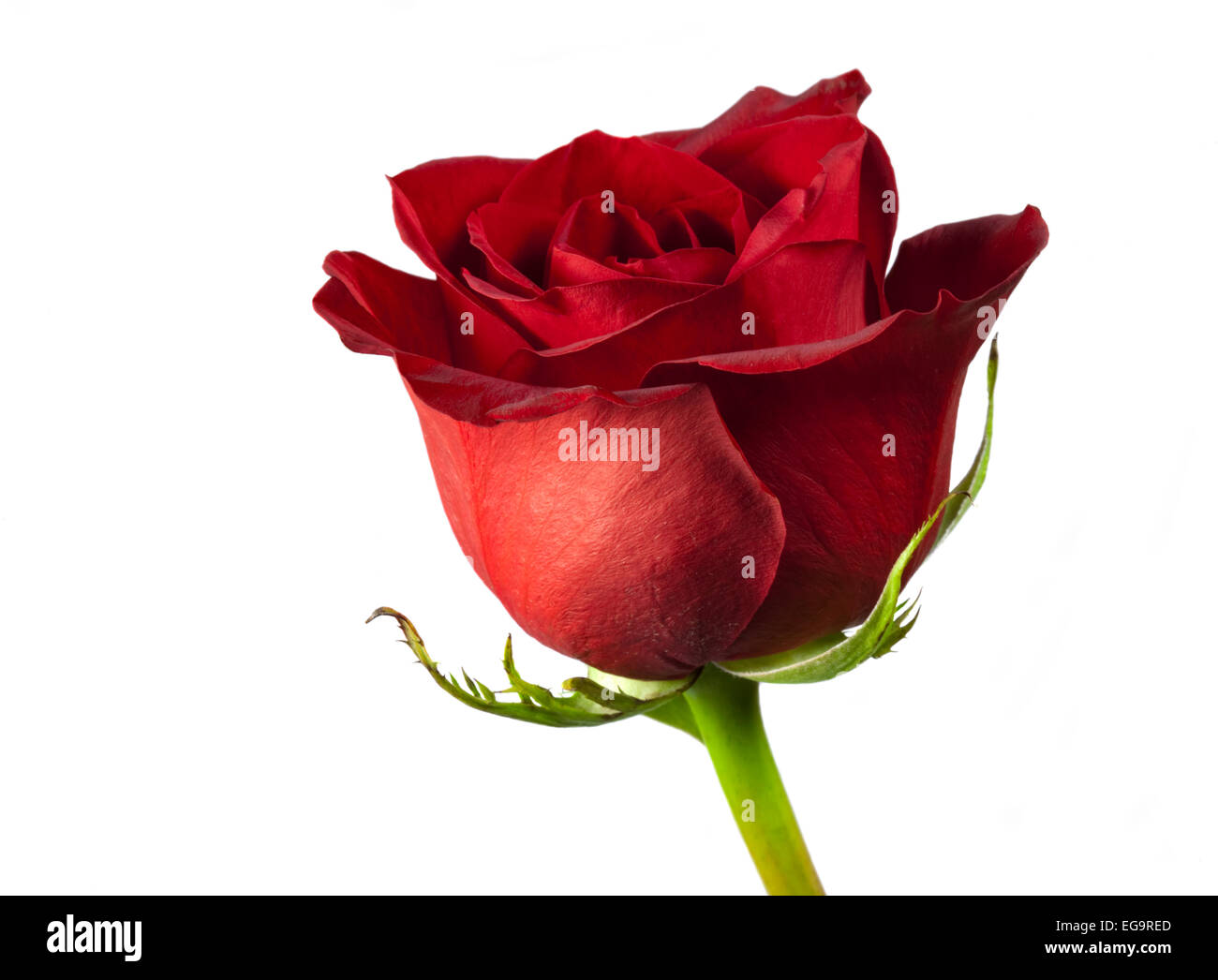 Red Hybrid Tea Rose Stock Photo - Alamy