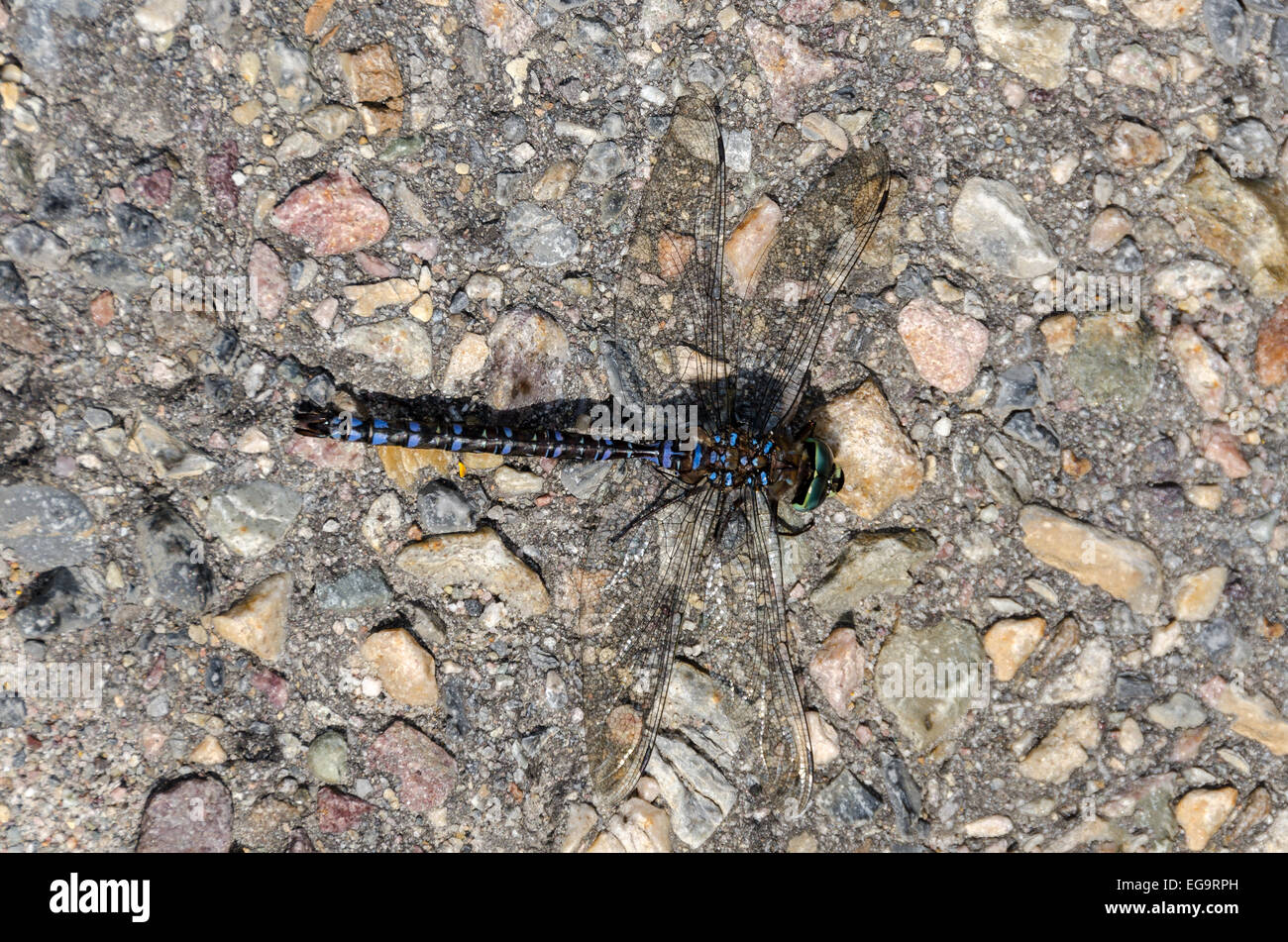 Insect with blue eyes hi-res stock photography and images - Alamy