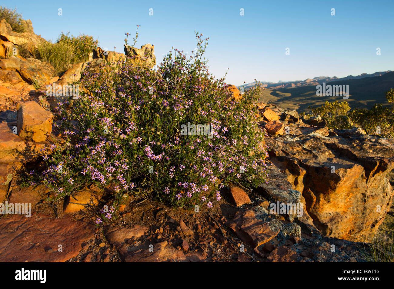 Flowers, Cederberg Wilderness, South Africa Stock Photo - Alamy