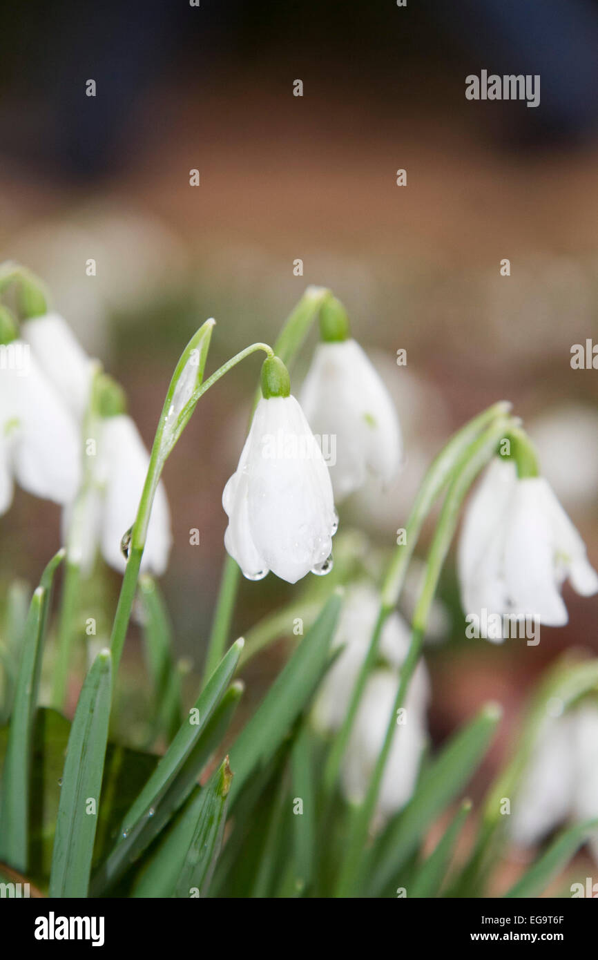 Wimbledon London,UK. 20th February 2015. Snowdrops in bloom on ...
