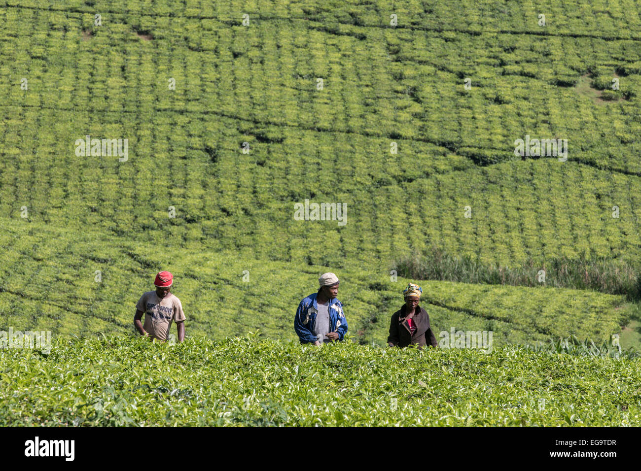 Landscape tea plantation in uganda hi-res stock photography and images ...