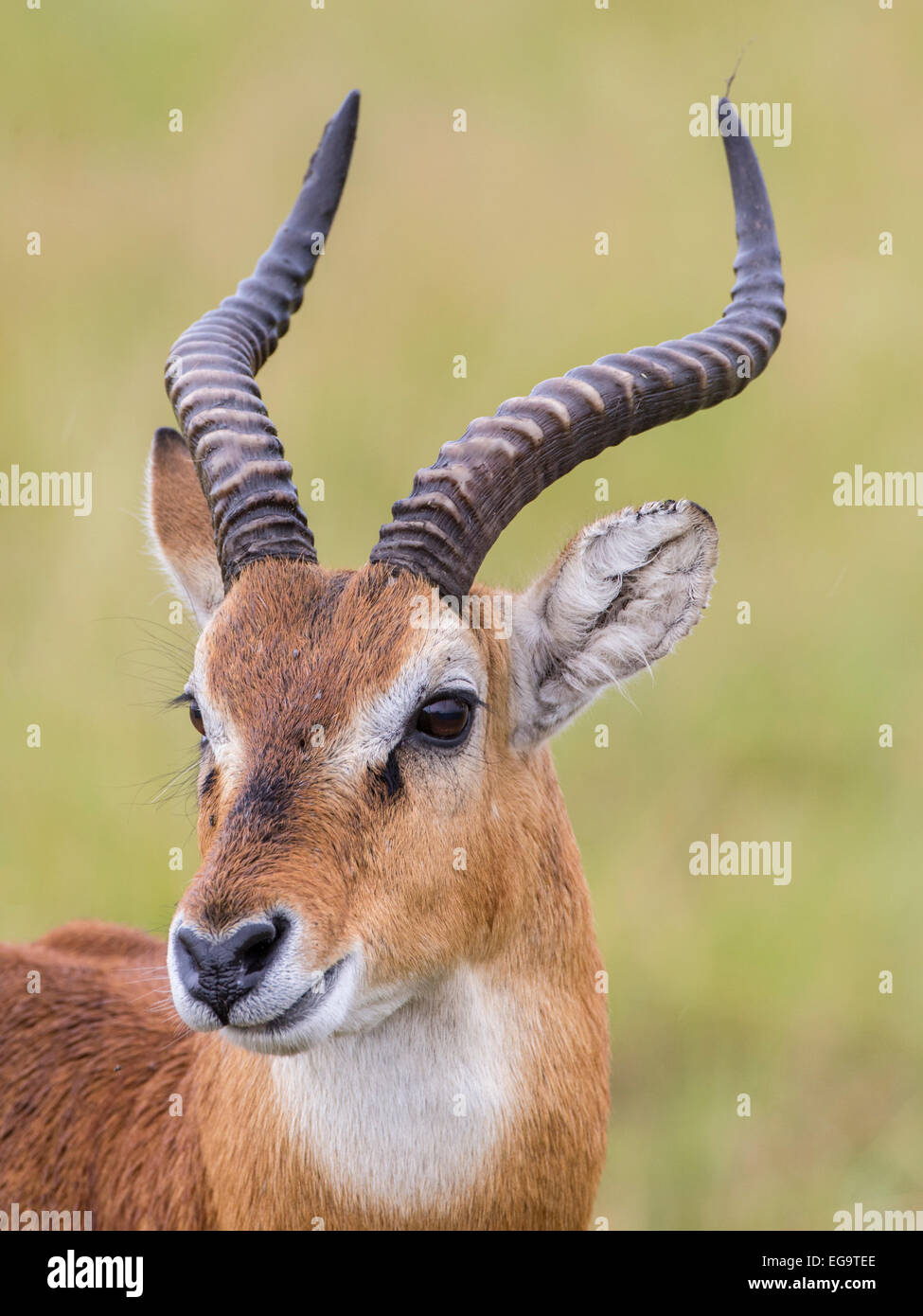 Uganda-Kob (Kobus kob thomasi), Queen Elizabeth National Park, Uganda ...