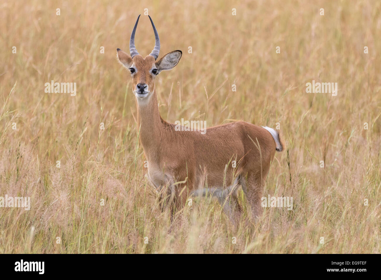 Uganda-Kob (Kobus kob thomasi), Murchinson Falls National Park, Uganda ...