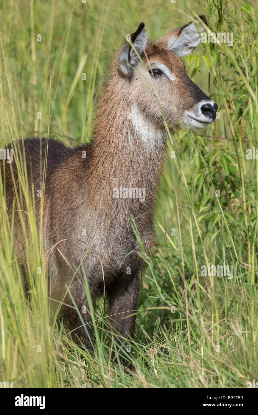 East african defassa waterbuck hi-res stock photography and images - Alamy