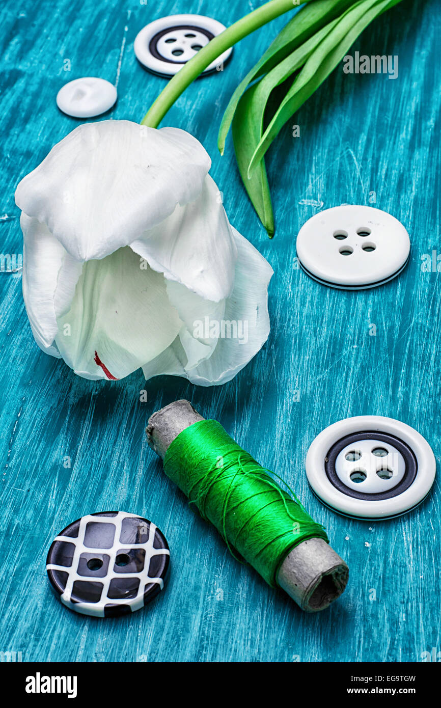 one white tulip and buttons with threads on turquoise wooden background ...