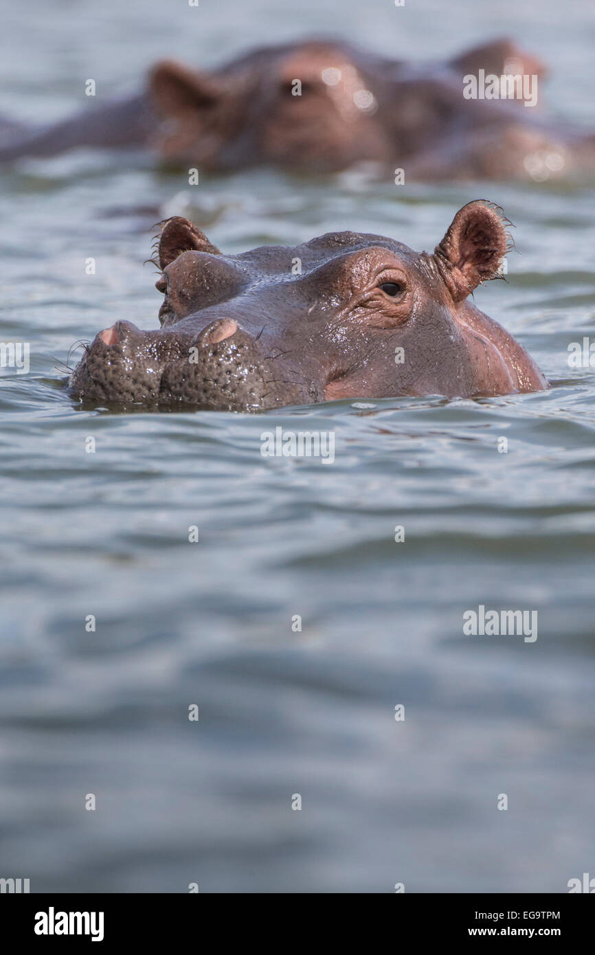 Hippopotamus (Hippopotamus amphibius), Queen Elizabeth National Park ...
