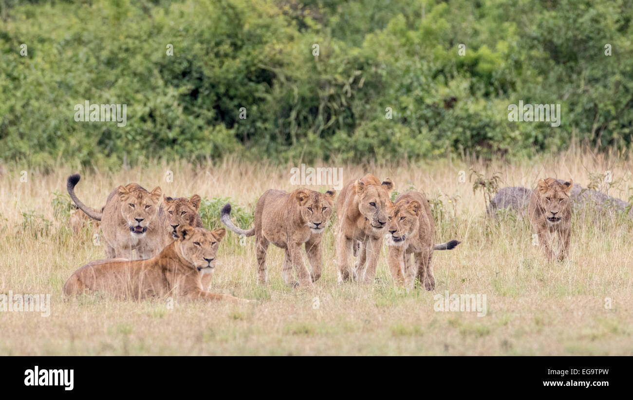 Lion (Panthera leo), Queen Elizabeth National Park, Uganda Stock Photo ...