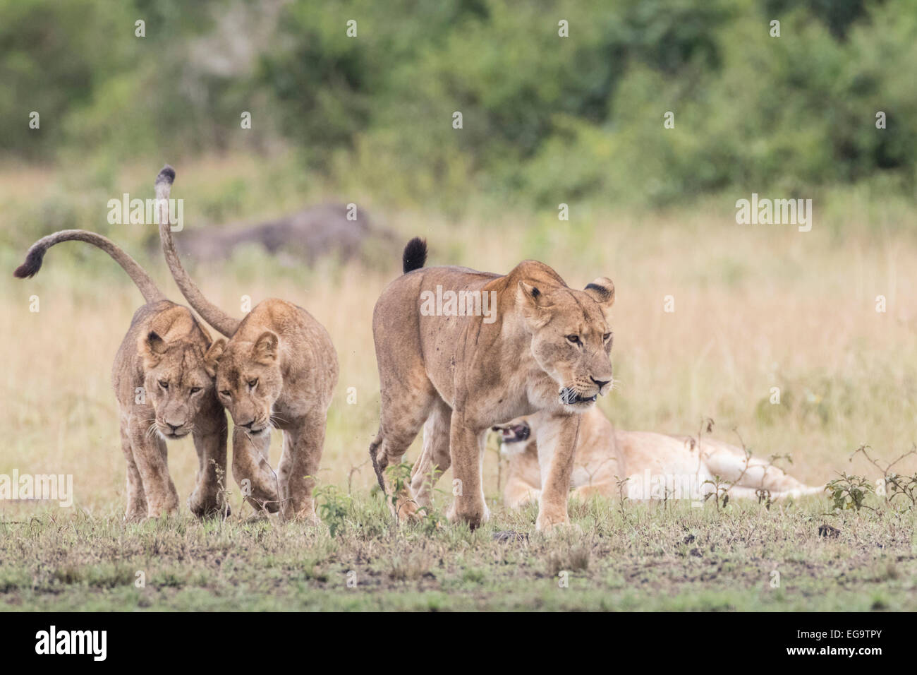 Lion (Panthera leo), Queen Elizabeth National Park, Uganda Stock Photo ...
