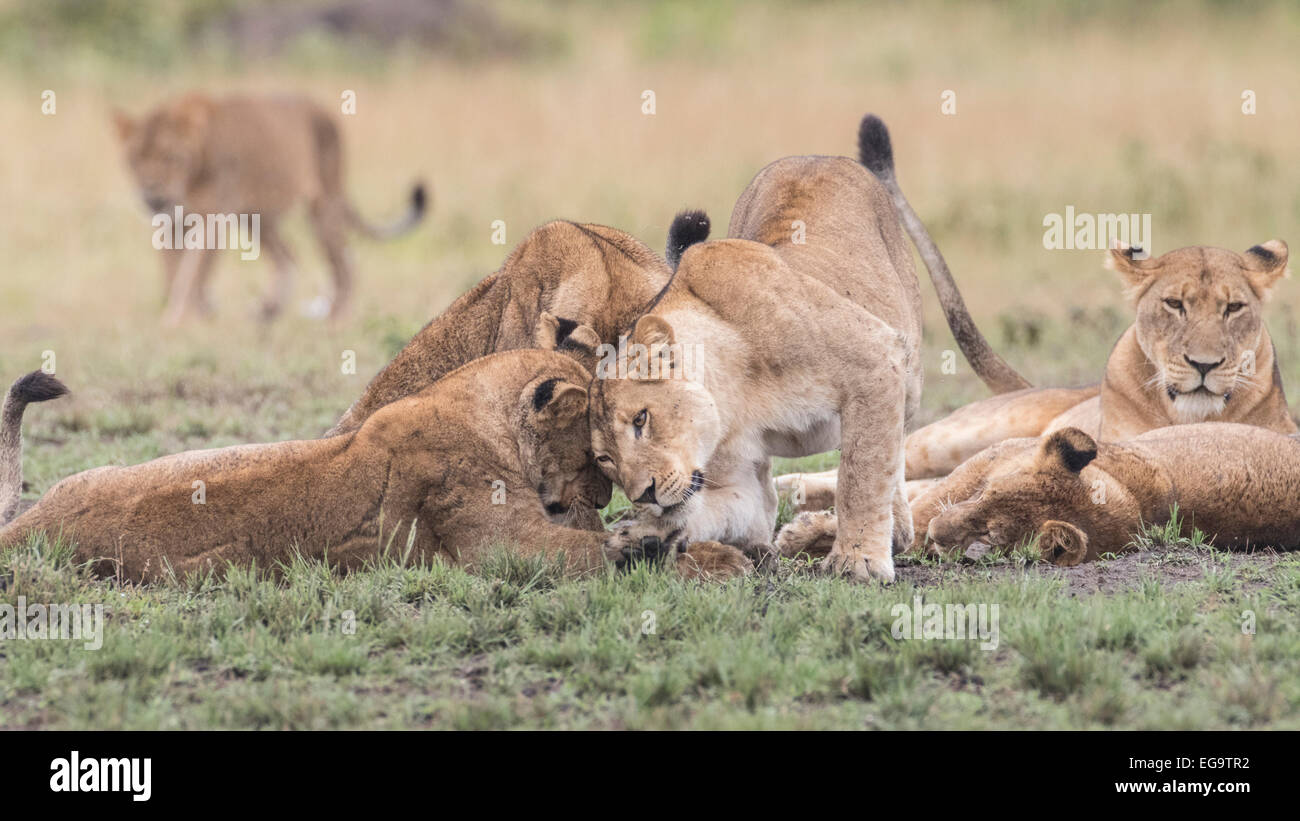 Lion (Panthera leo), Queen Elizabeth National Park, Uganda Stock Photo ...