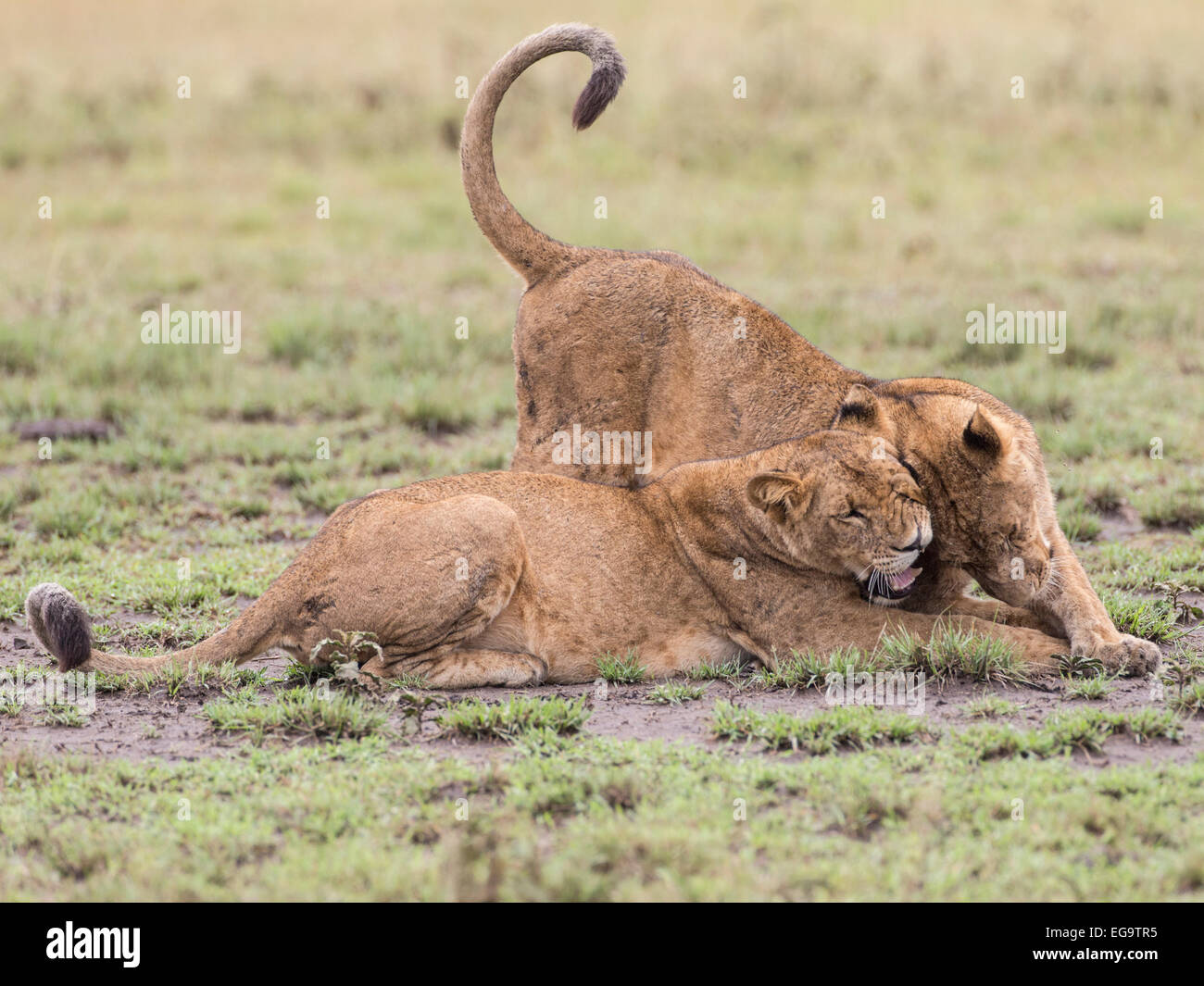 Lion (Panthera leo), Queen Elizabeth National Park, Uganda Stock Photo ...