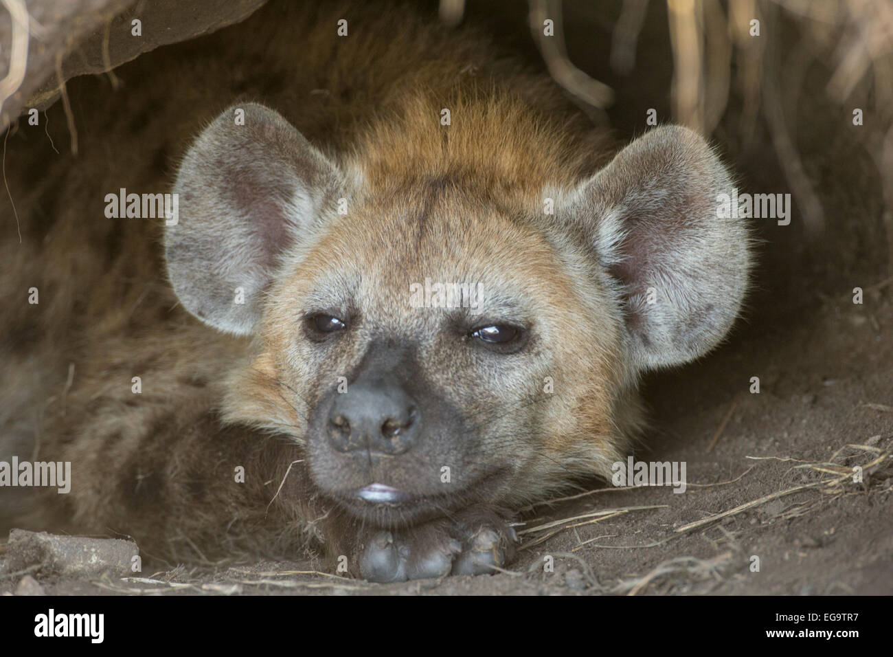 Spotted hyena (Crocuta crocuta), Ishasha, Queen Elizabeth National Park ...