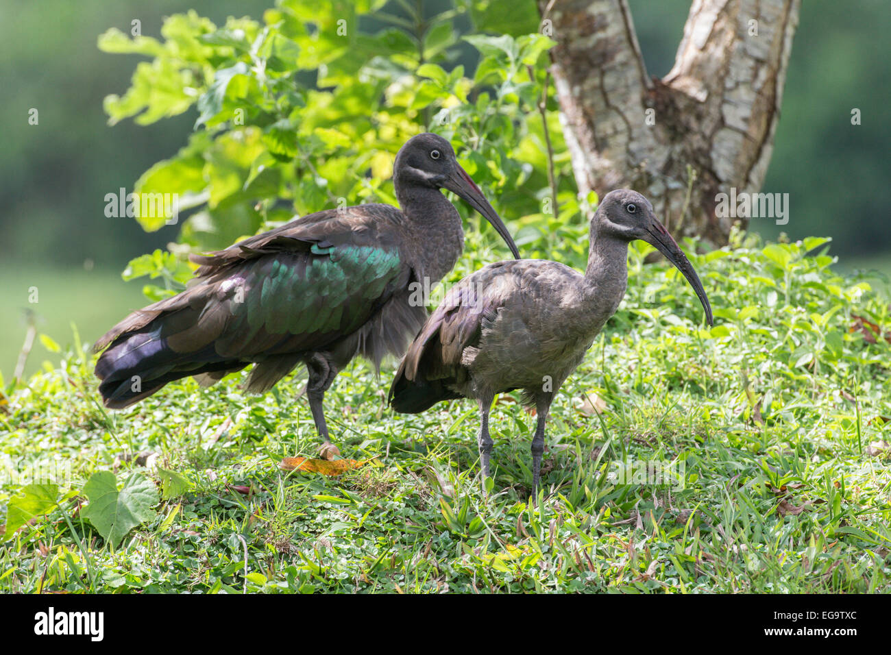 Male and female hadada ibis hi-res stock photography and images - Alamy