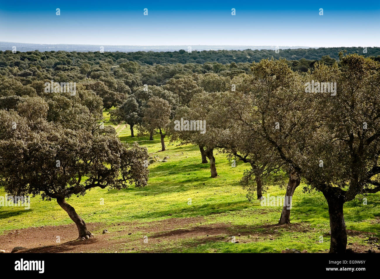 Holm oak forest Villanueva de Cordoba Valle los Pedros Andalusia Spain ...