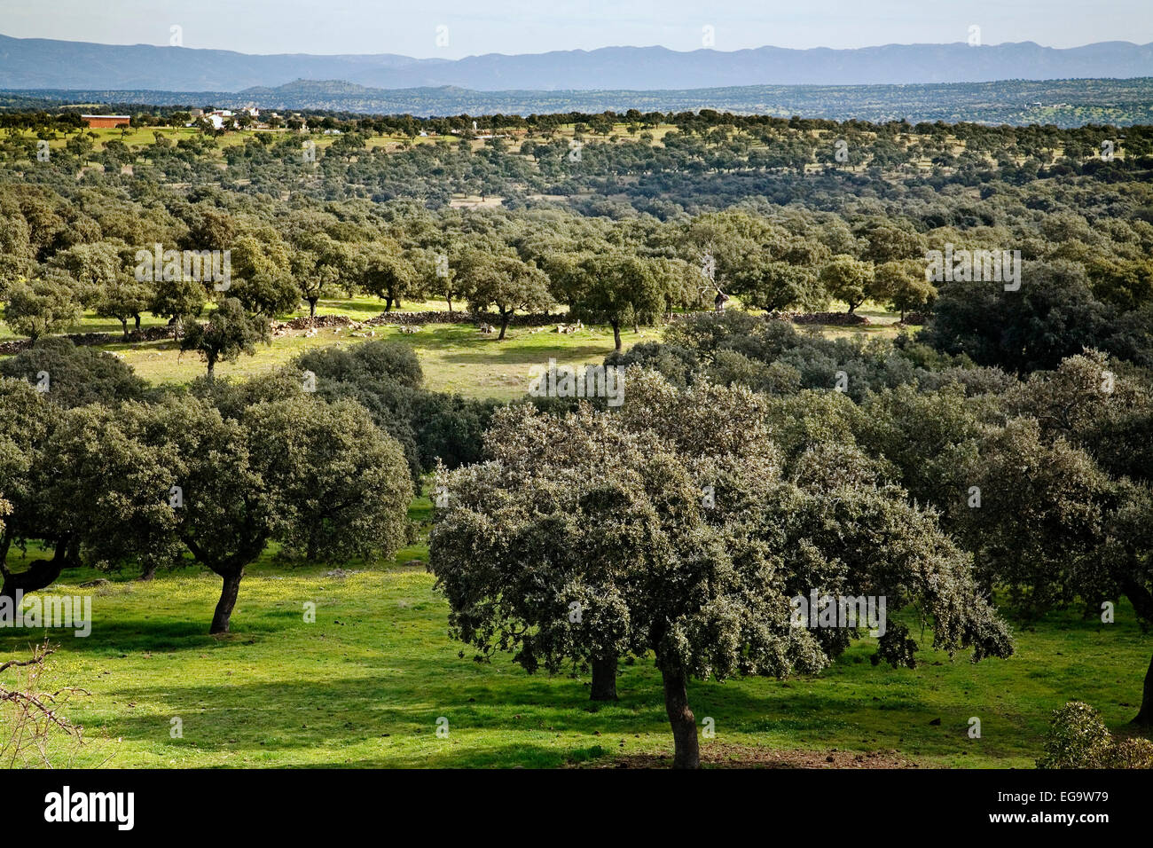 Holm oak Villanueva de Cordoba Valle los Pedros Andalusia Spain encinar ...