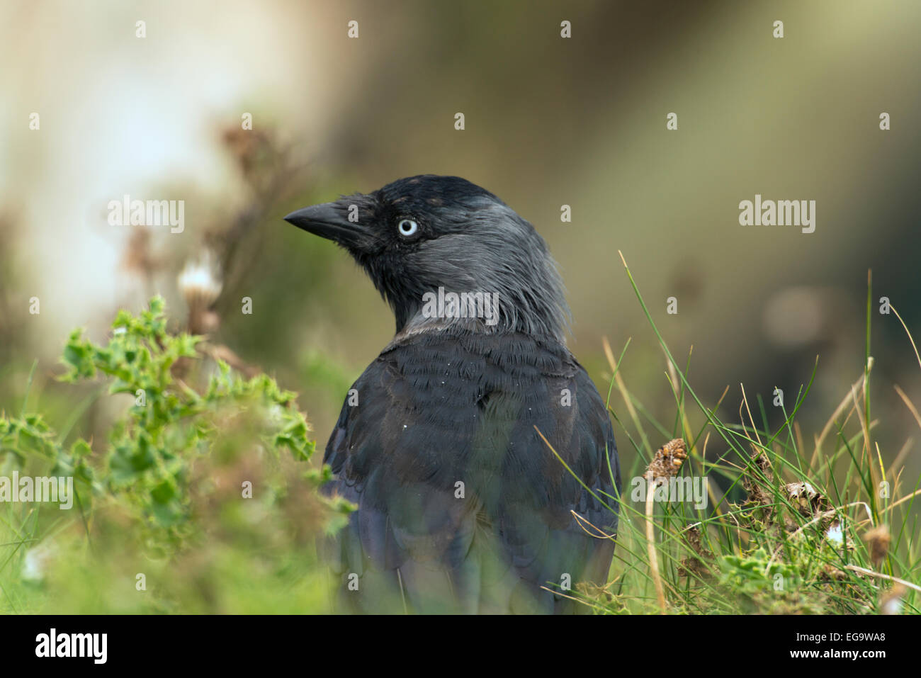 Among grasses hi-res stock photography and images - Alamy
