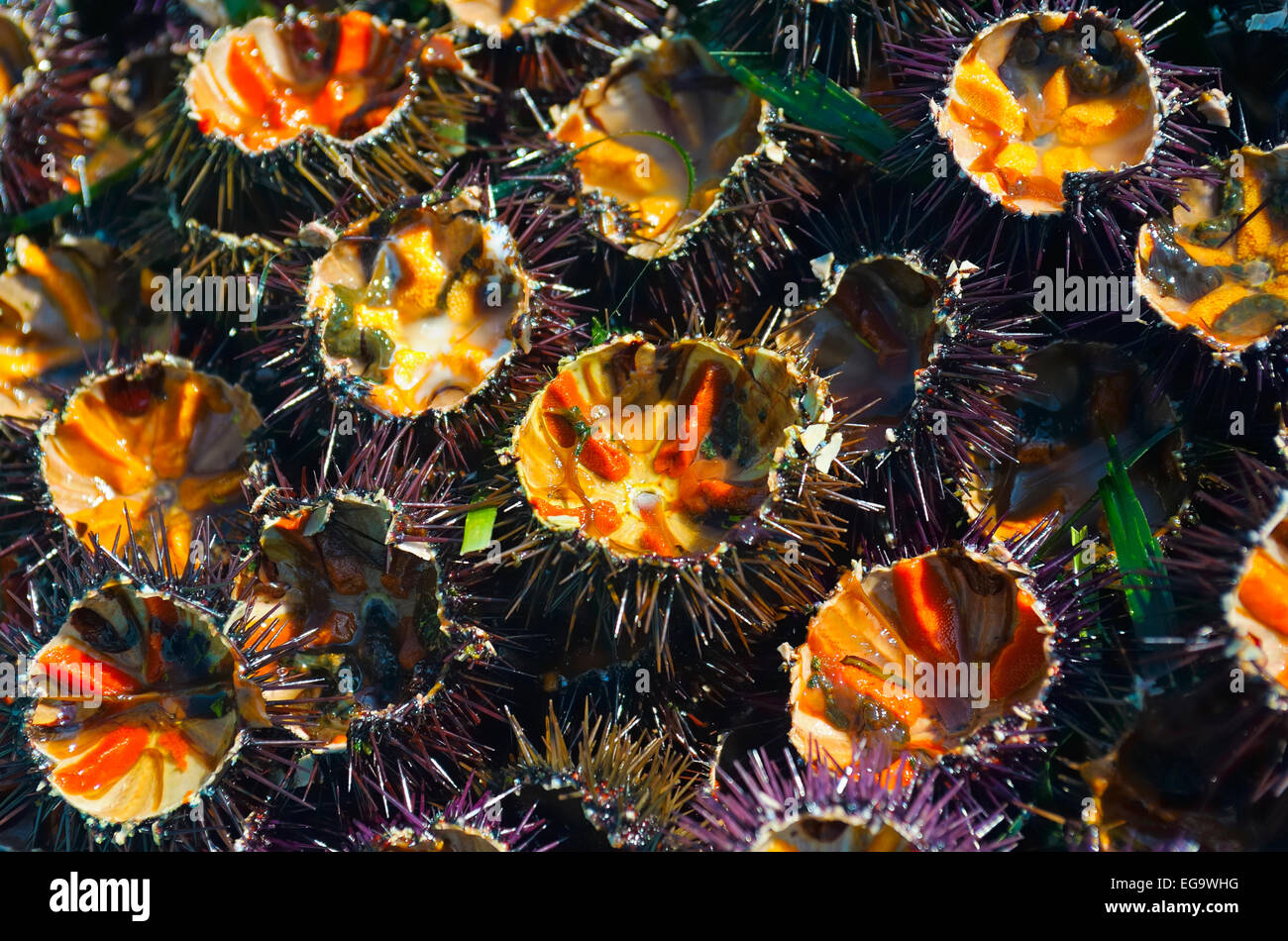 freshly cut sea urchins at the fish monger. Selective focus Stock Photo ...