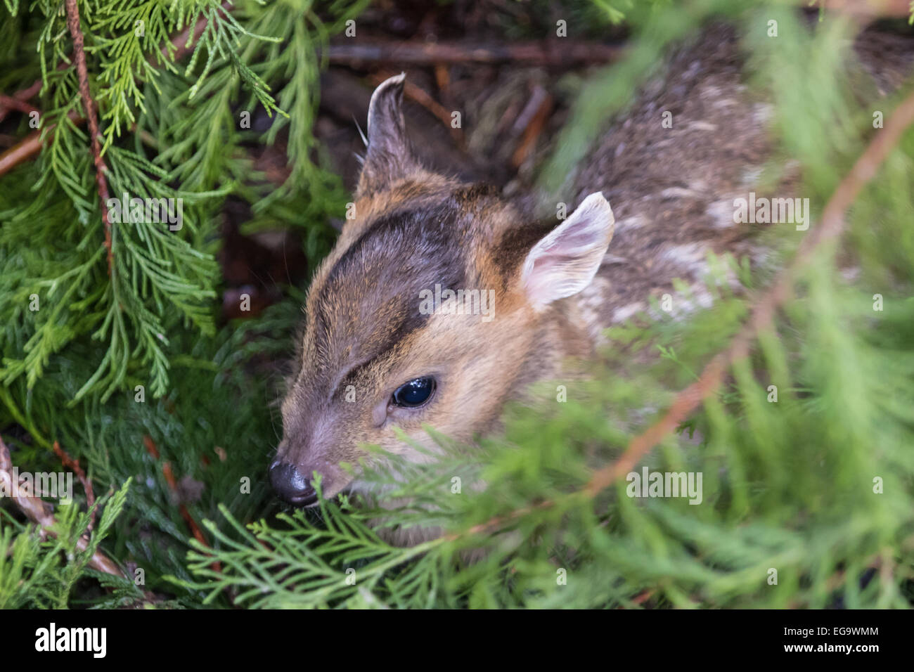 Juvenile muntjac deer hi-res stock photography and images - Alamy