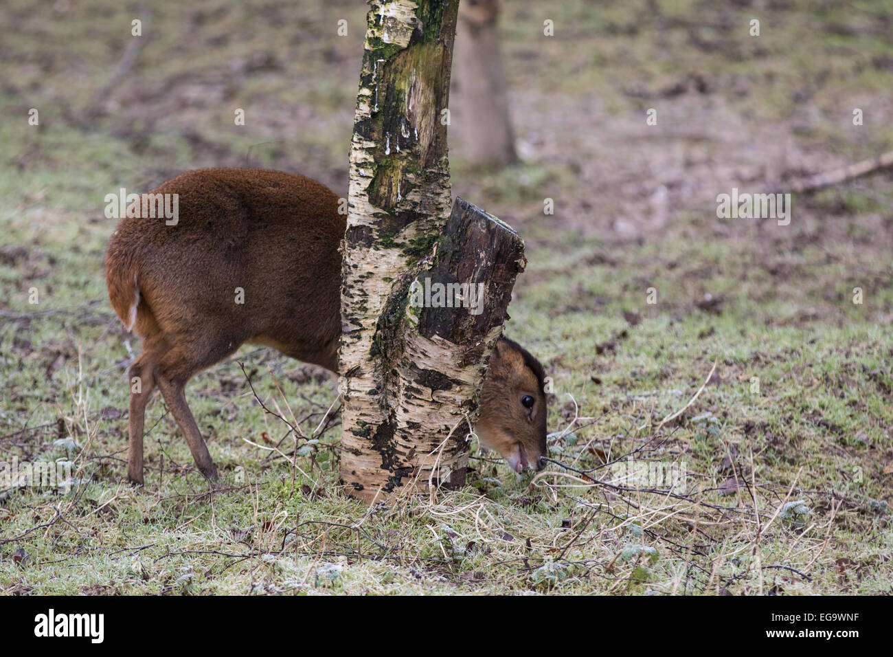 Young Muntjac by Tree Stock Photo - Alamy